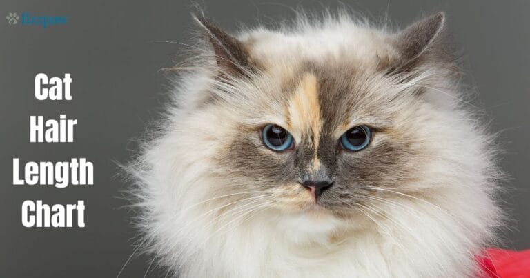 Cat Hair Length Chart: A Guide to Short, Medium, and Long Haired Cats